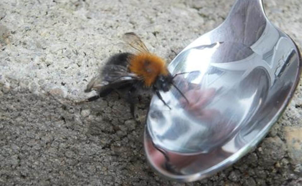 How to revive a tired bee | How to save a bee | Just Bee Honey
